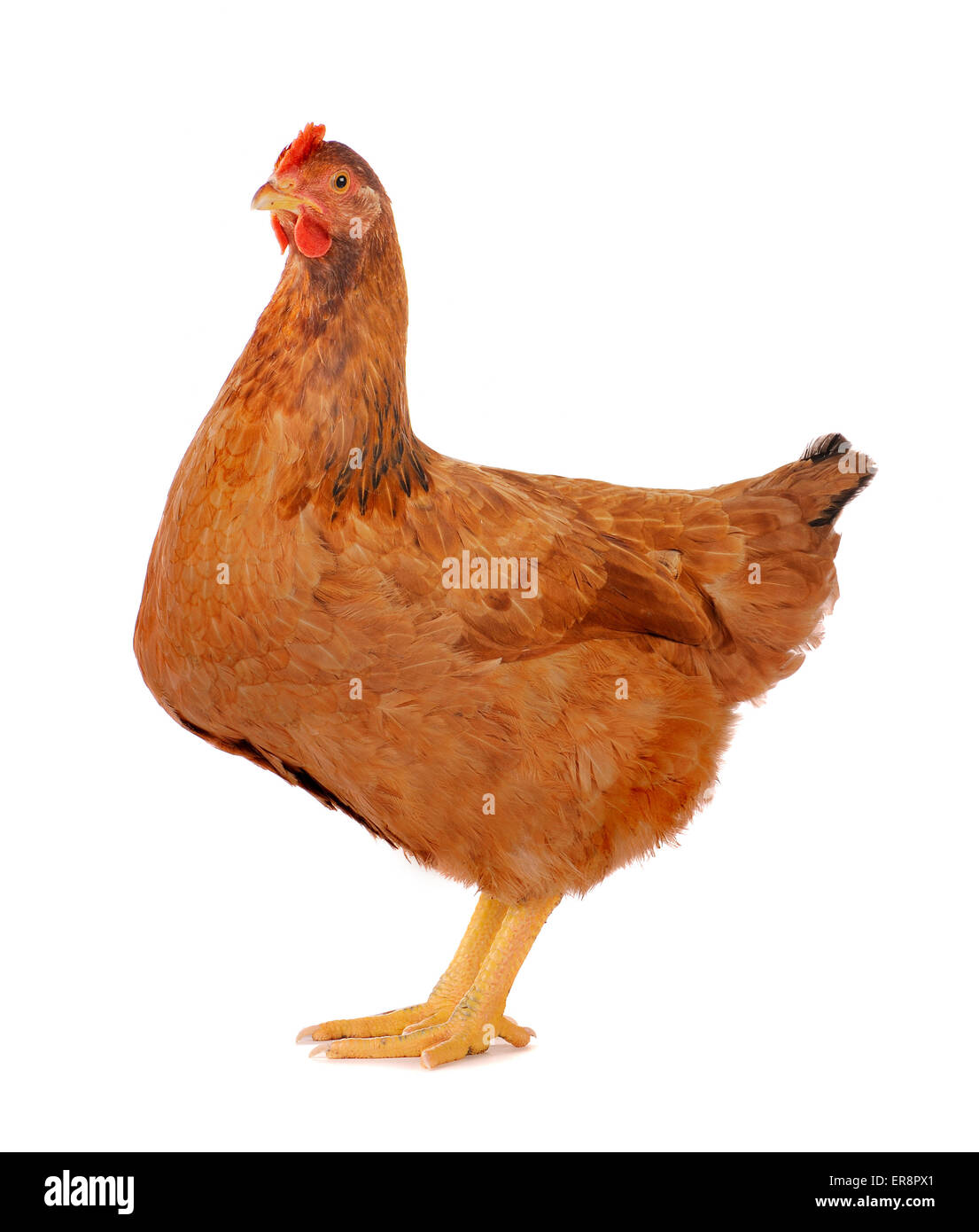 Brown hen isolated on white, studio shot Stock Photo - Alamy