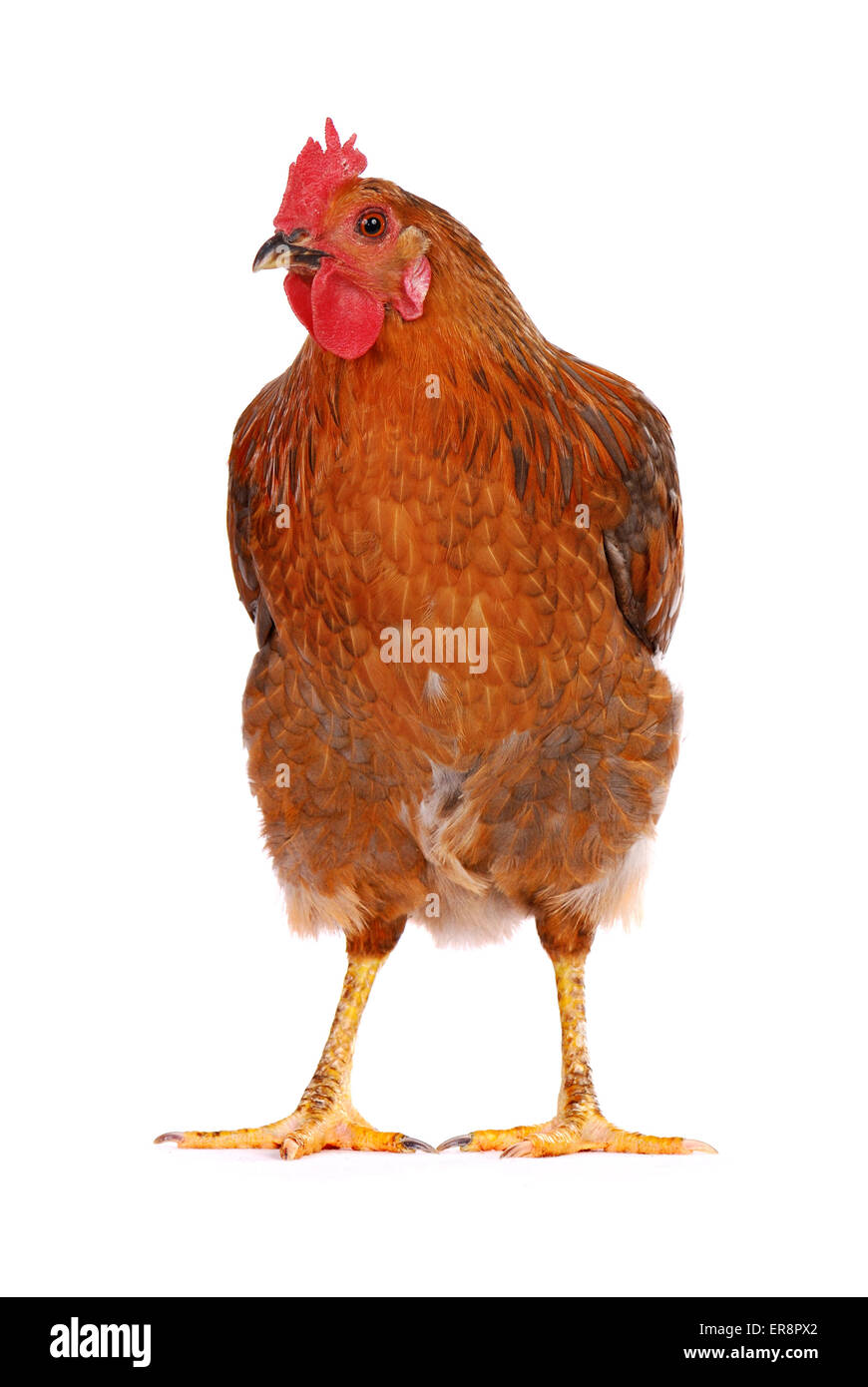 Brown hen isolated on white, studio shot Stock Photo - Alamy