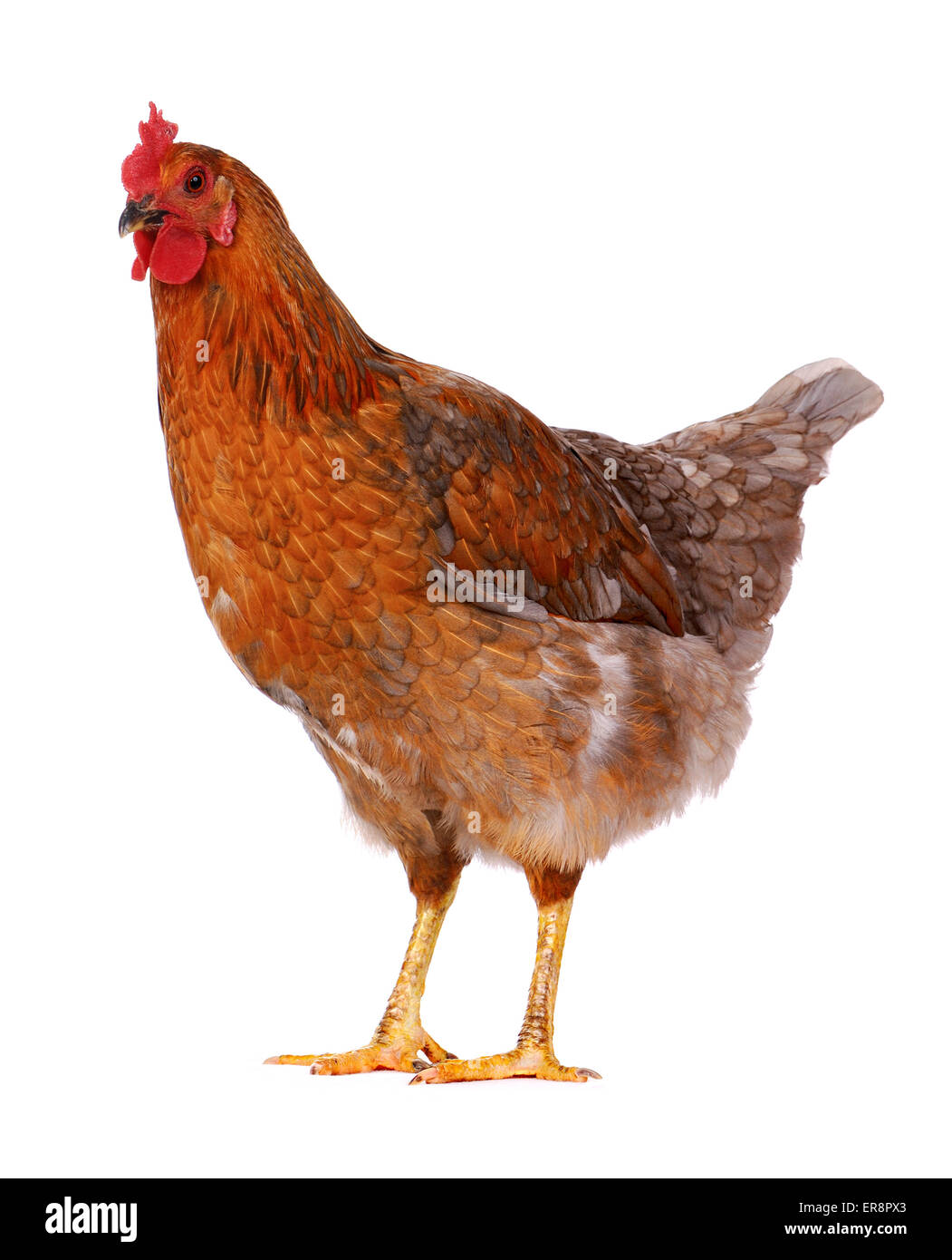 Brown hen isolated on white, studio shot Stock Photo - Alamy