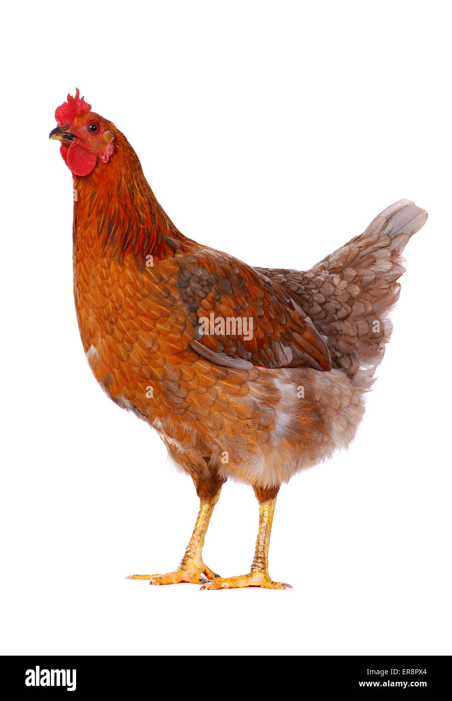 Brown hen isolated on white, studio shot Stock Photo - Alamy