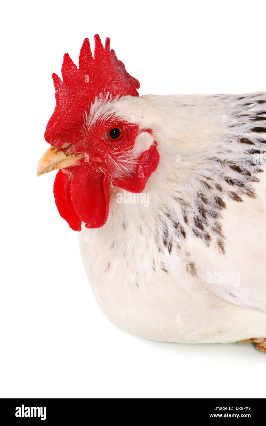 White chicken isolated, studio shot Stock Photo - Alamy