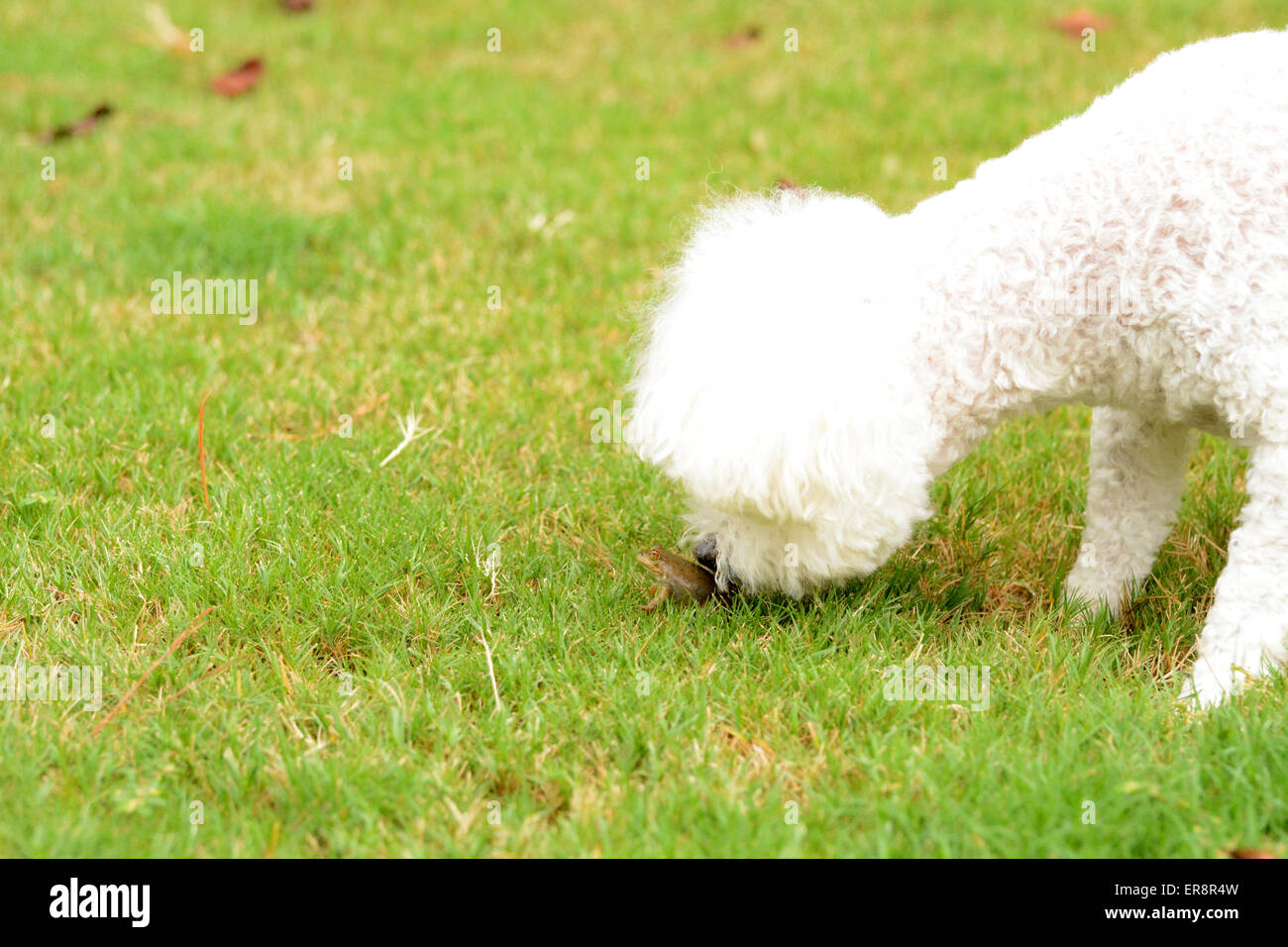 Frog tongue hi-res stock photography and images - Alamy
