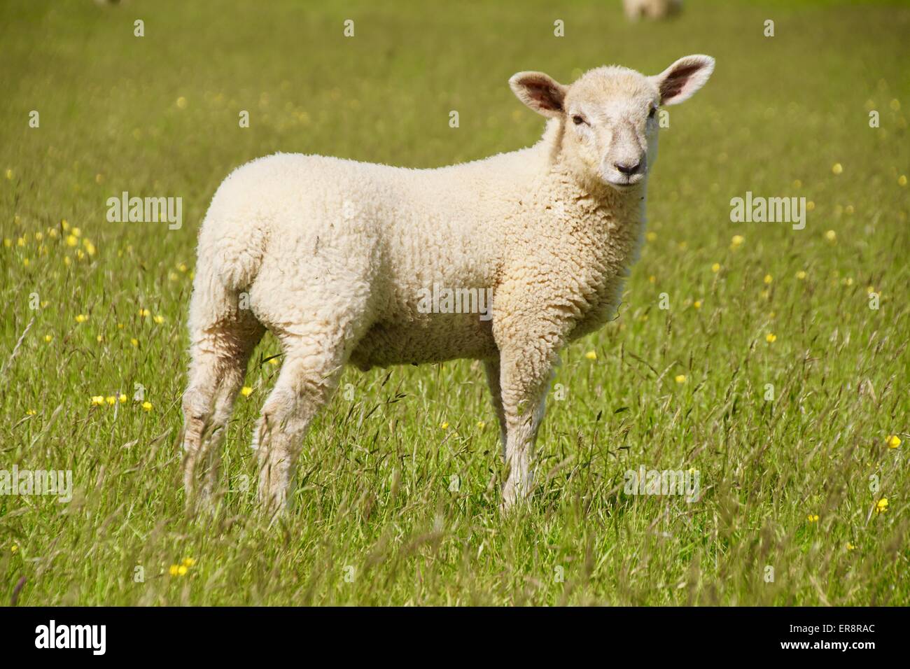 Nature lamb hi-res stock photography and images - Alamy