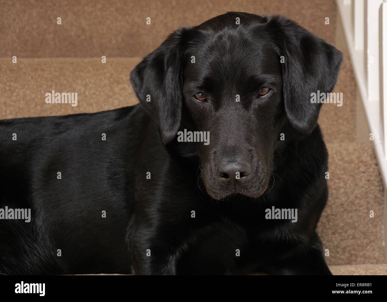 Head shot of Black Labrador Stock Photo - Alamy
