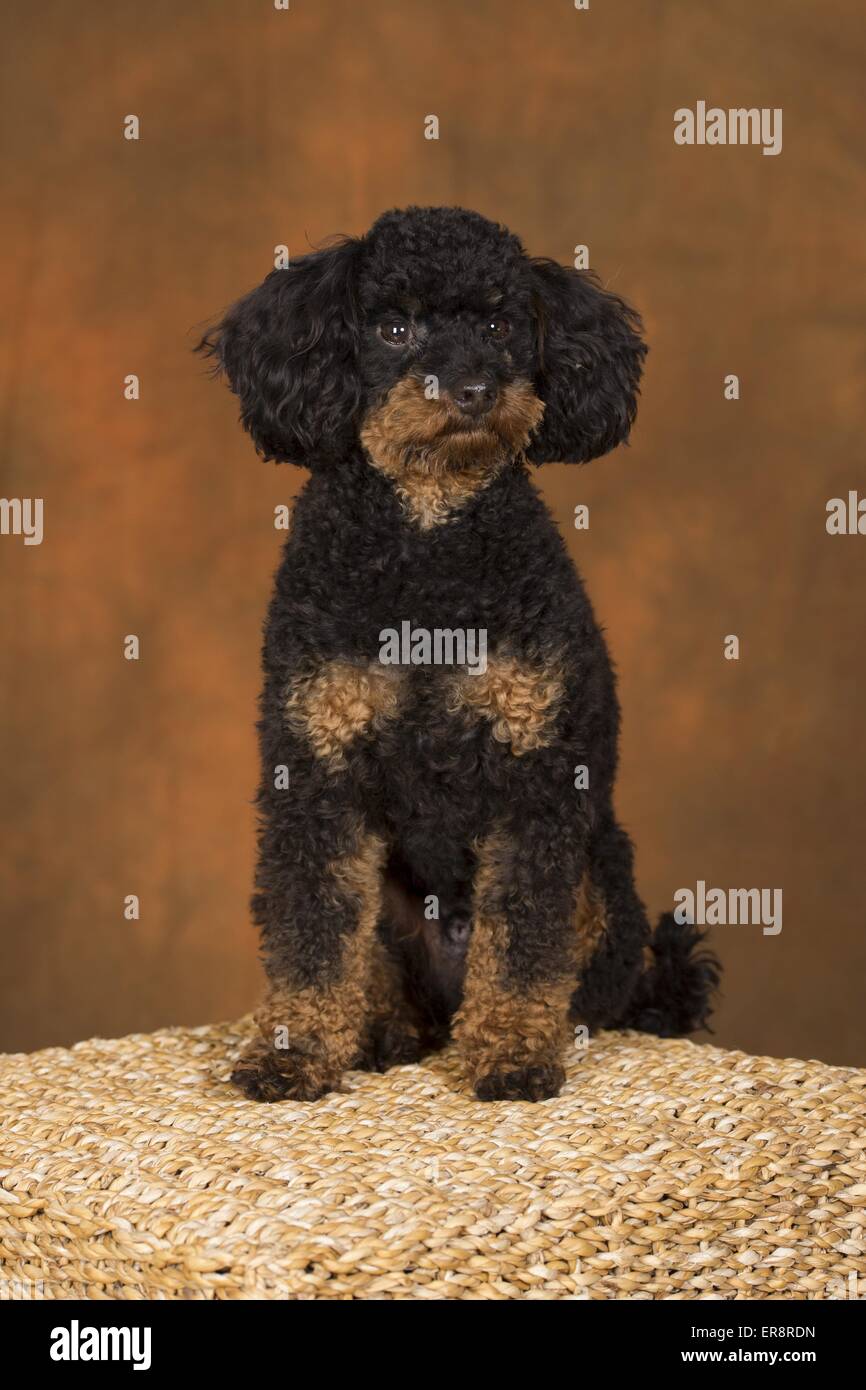Sitting black and tan poodle hi-res stock photography and images - Alamy