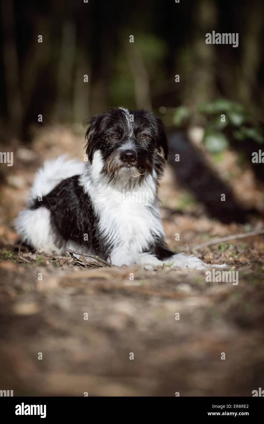 lying Krom dog Stock Photo - Alamy