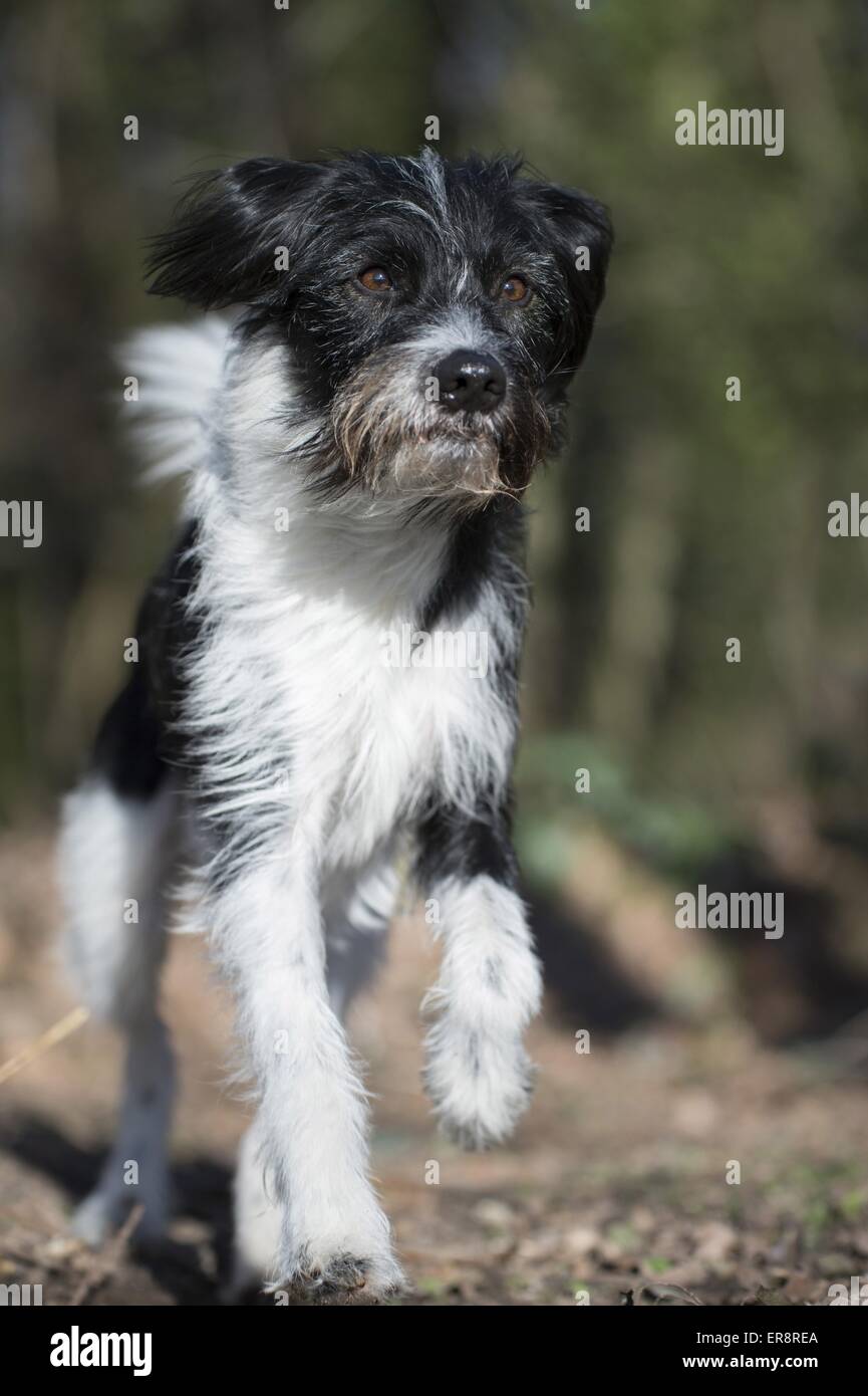 running Krom dog Stock Photo - Alamy