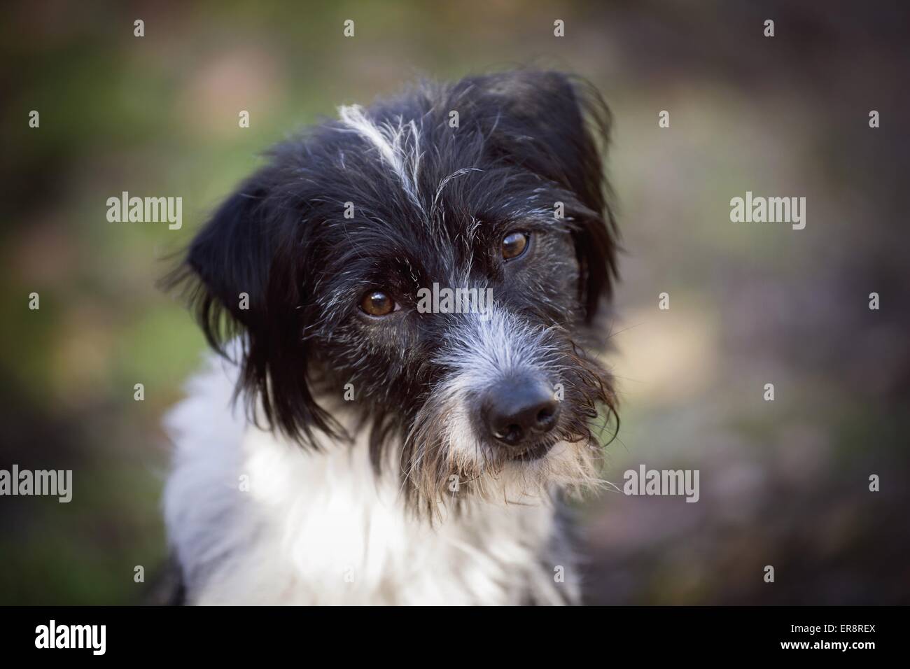 Krom dog portrait Stock Photo - Alamy
