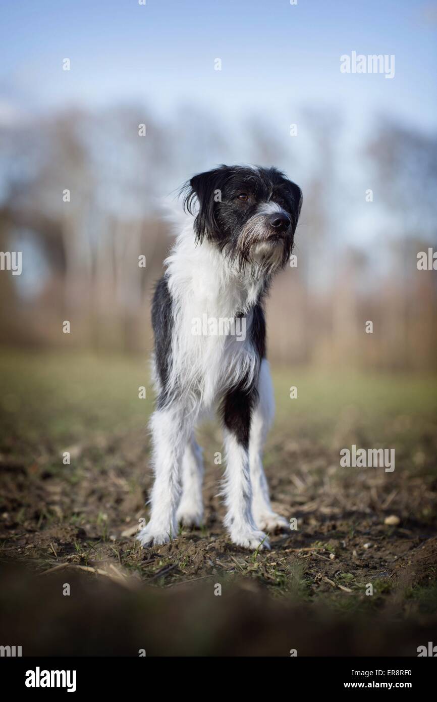 standing Krom dog Stock Photo - Alamy