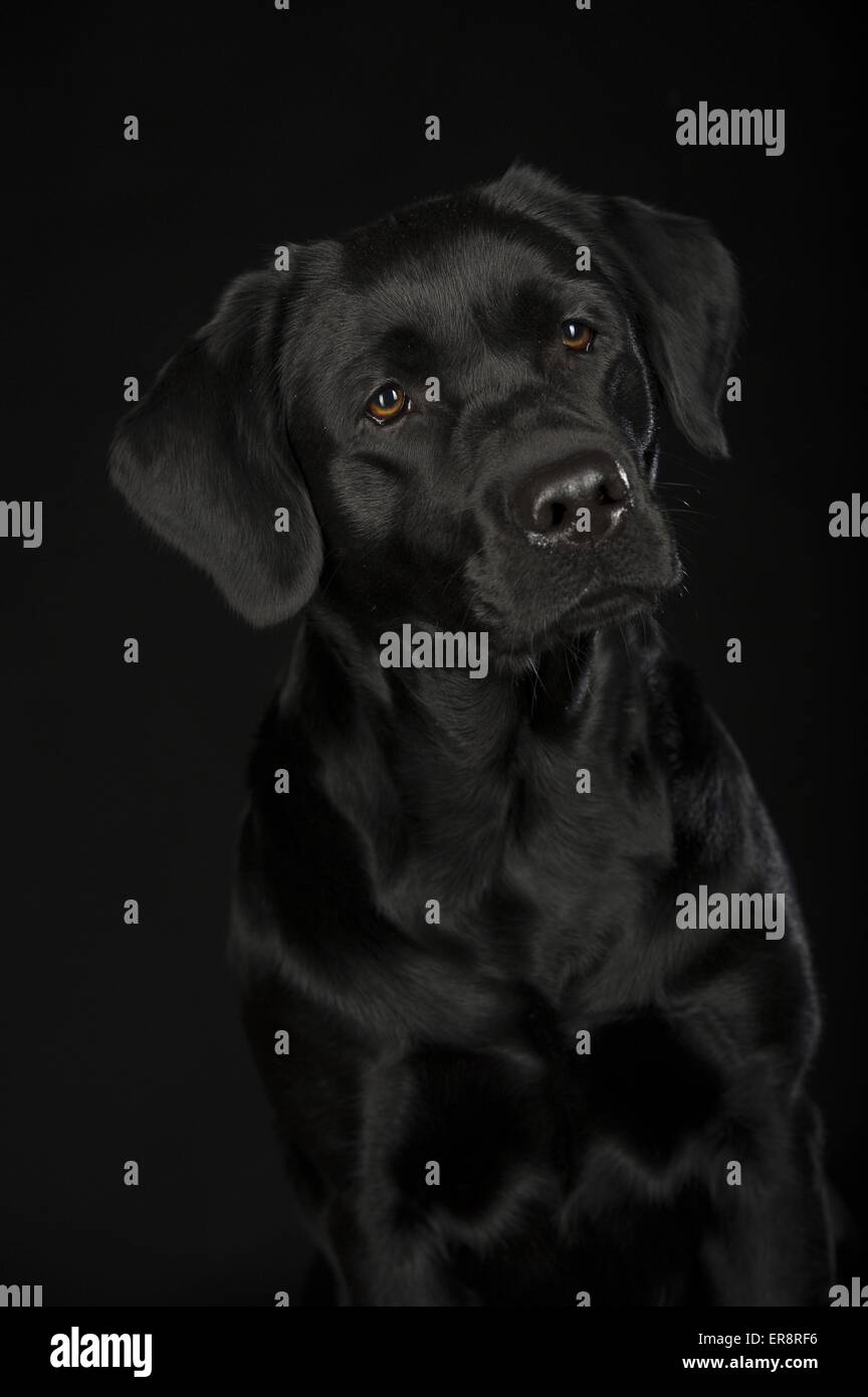 Labrador Retriever Portrait Stock Photo - Alamy