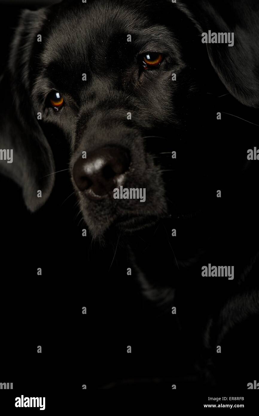 Labrador Retriever face Stock Photo - Alamy