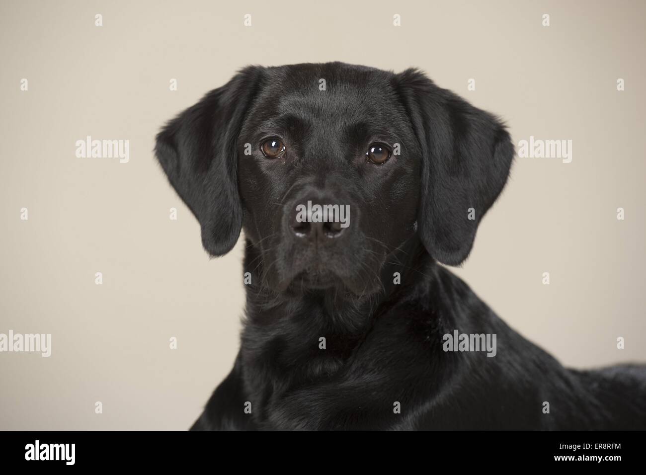 Beige labrador dog hi-res stock photography and images - Alamy