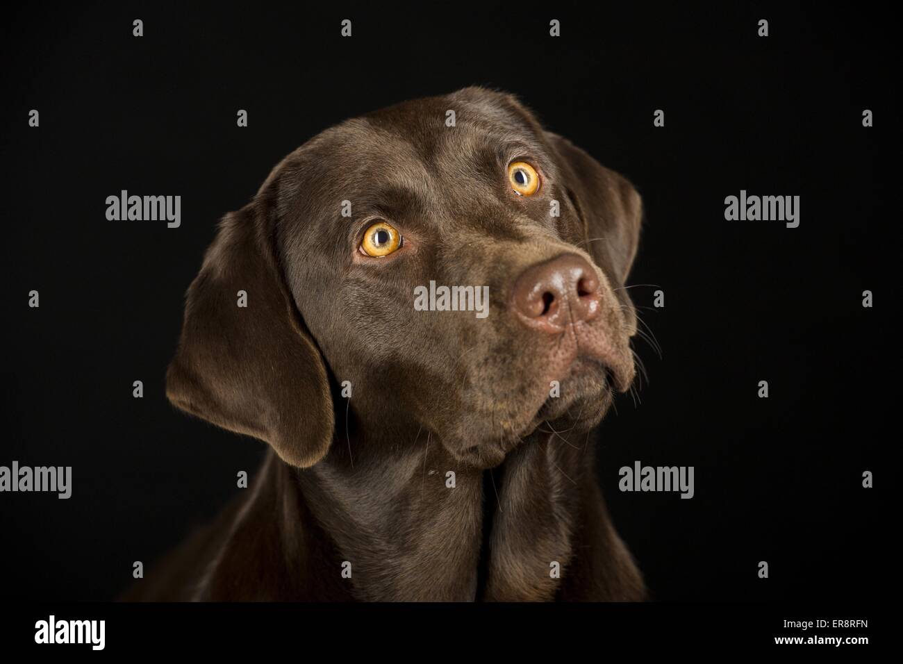 Labrador Retriever Portrait Stock Photo - Alamy