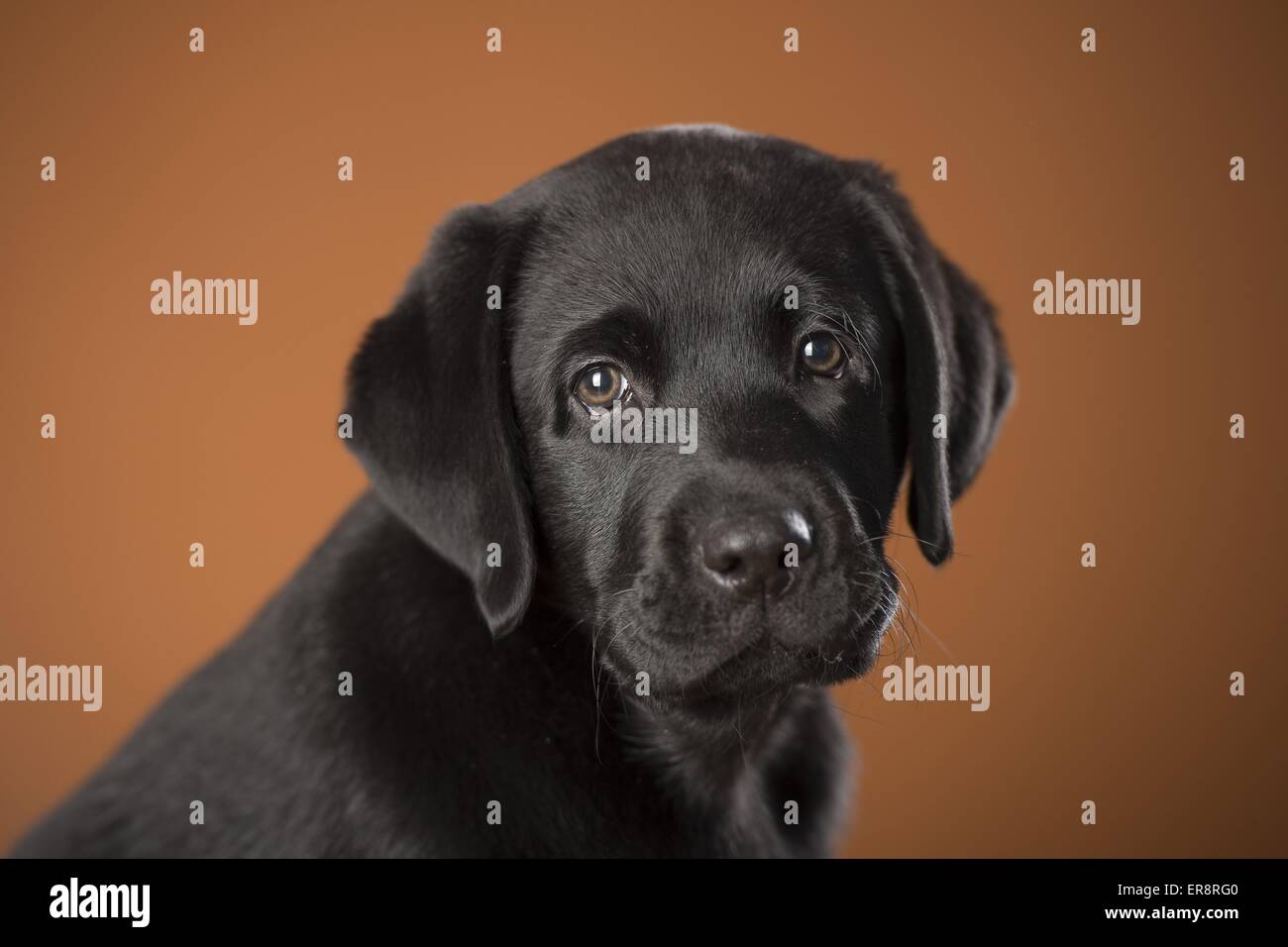Studio portrait labrador puppy hi-res stock photography and images - Alamy