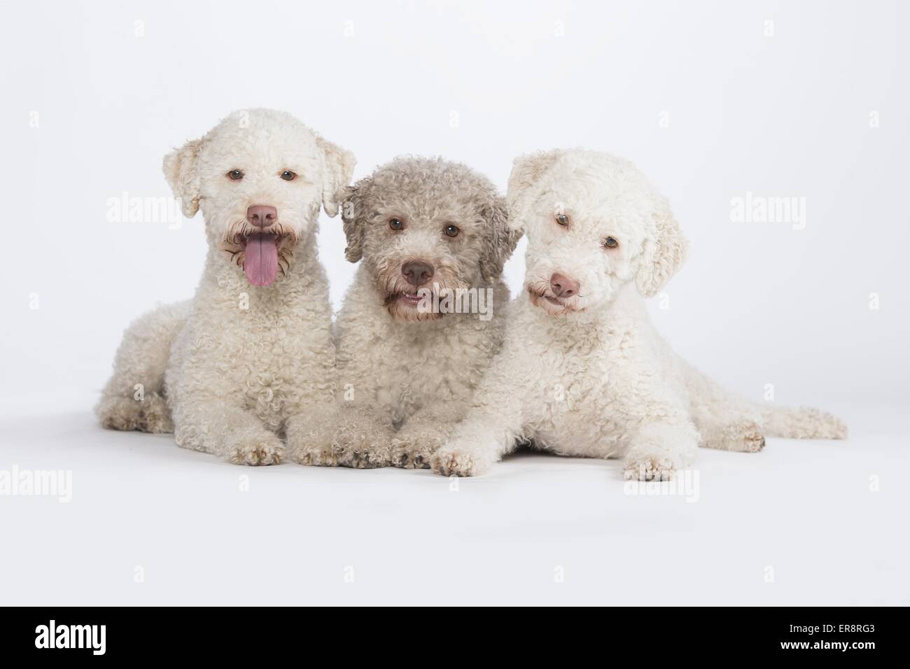 Dog lagotto romagnolo truffle beige hi-res stock photography and images ...