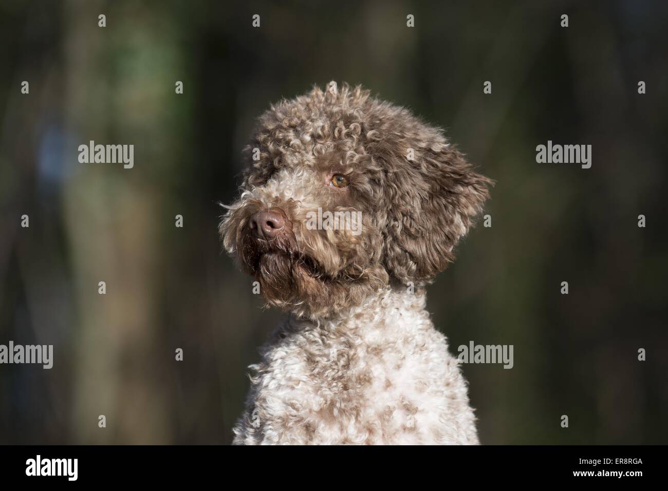Lagotto Romagnolo Portrait Stock Photo - Alamy