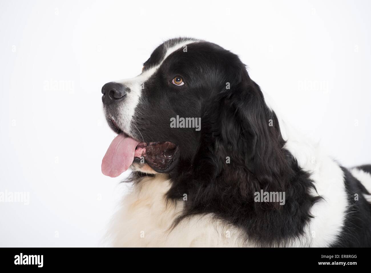 Landseer hi-res stock photography and images - Alamy