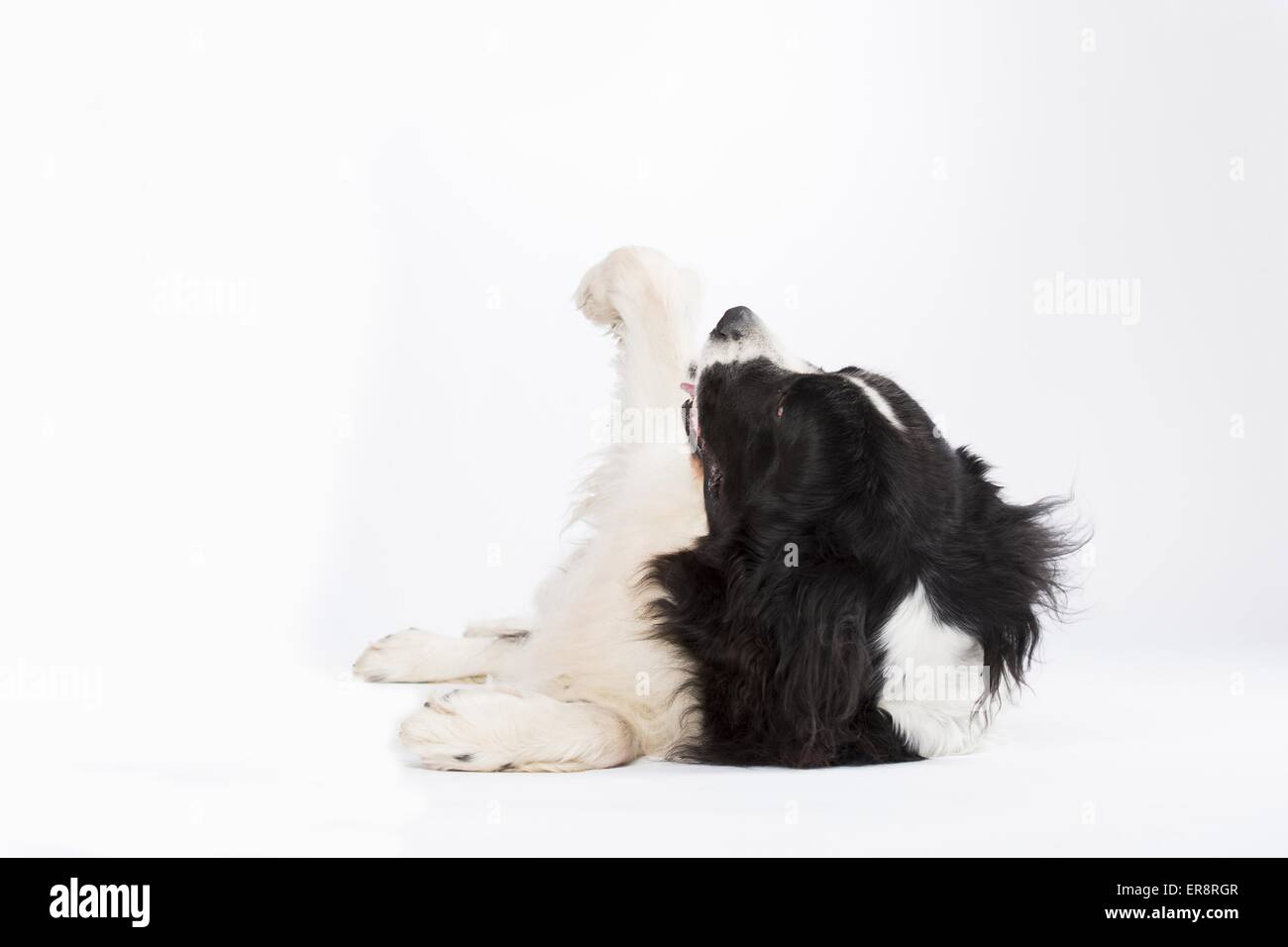 Landseer hi-res stock photography and images - Alamy