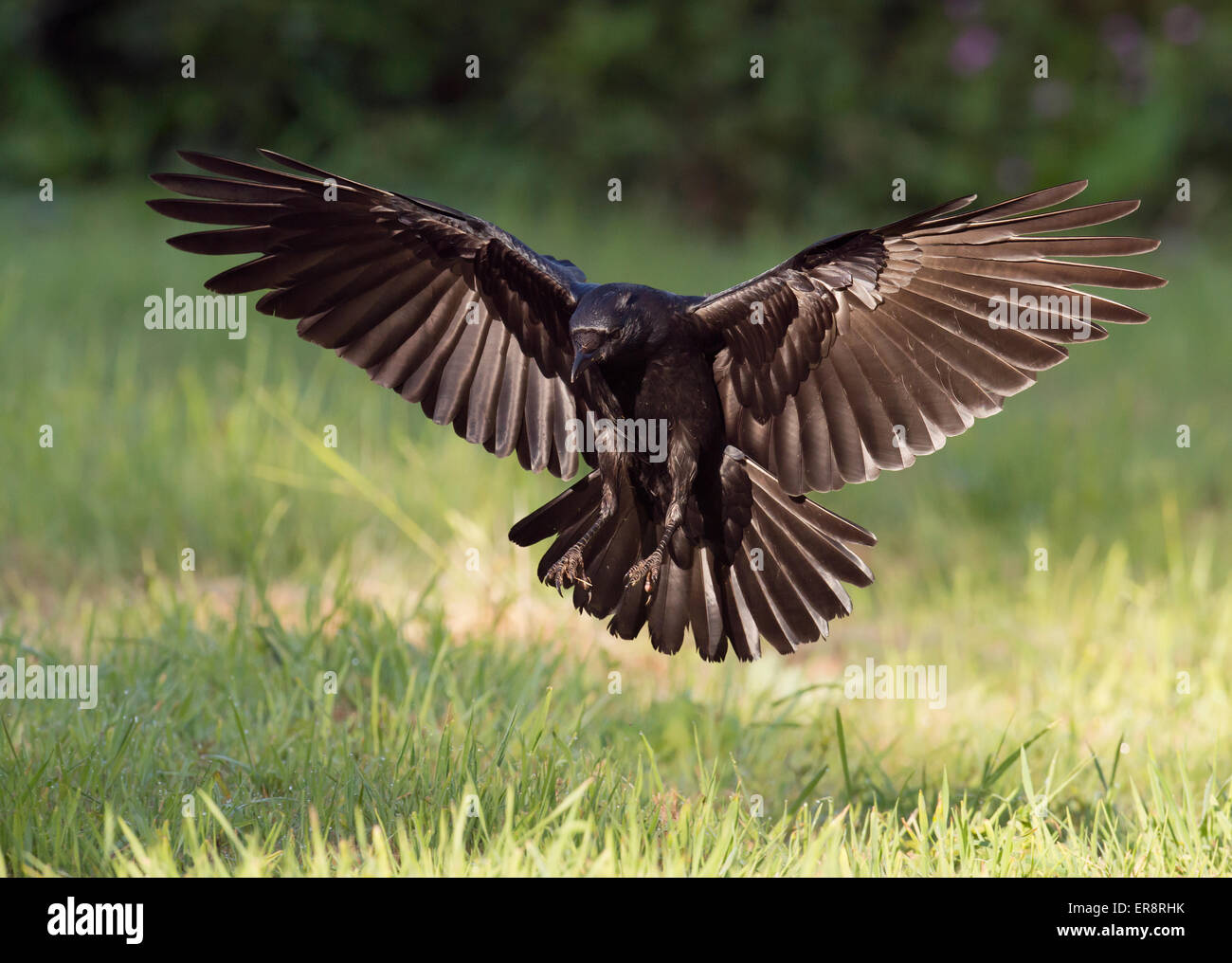 Crow Landing High Resolution Stock Photography and Images - Alamy