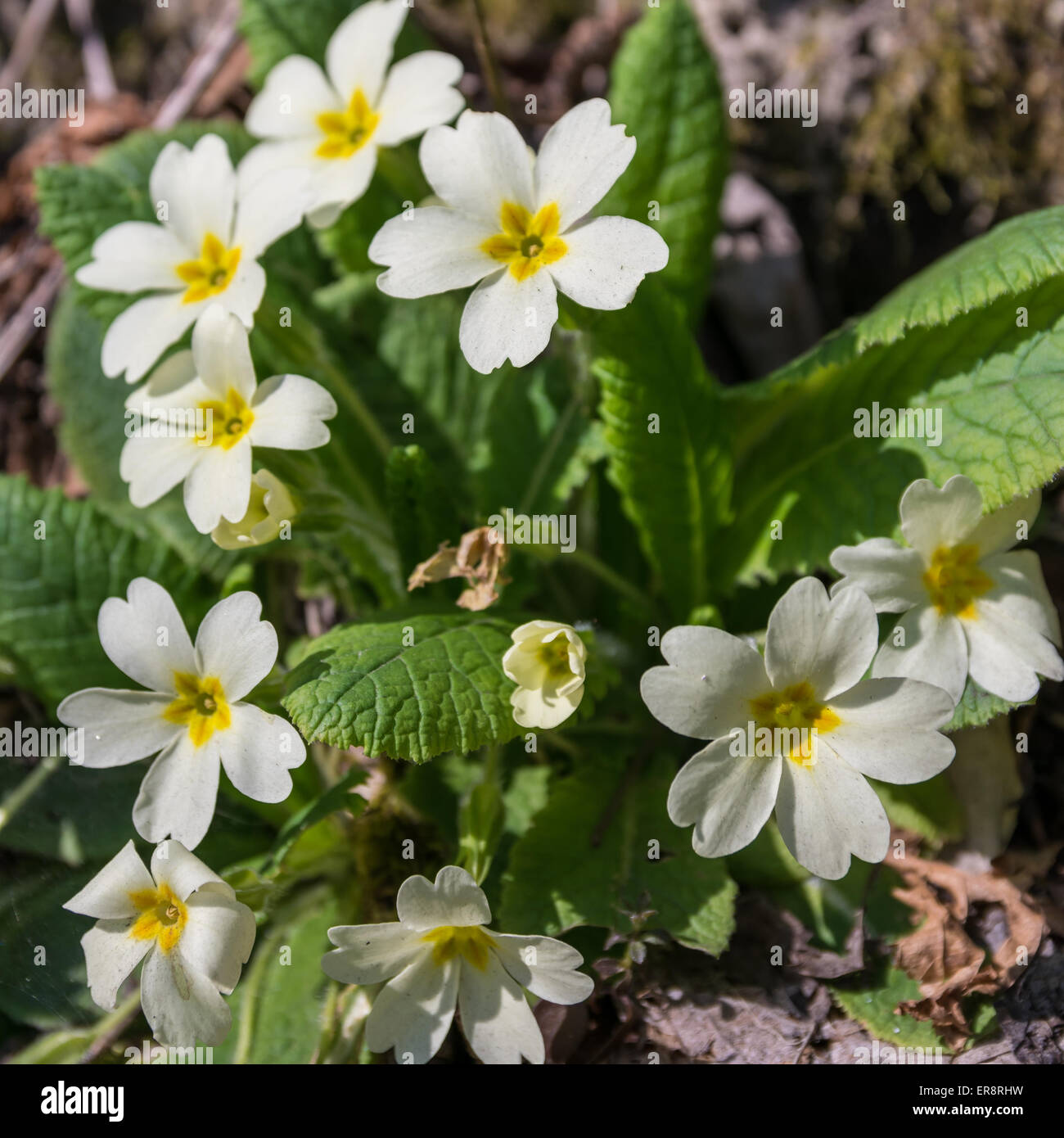 primrose common grows wild in the undergrowth Stock Photo - Alamy