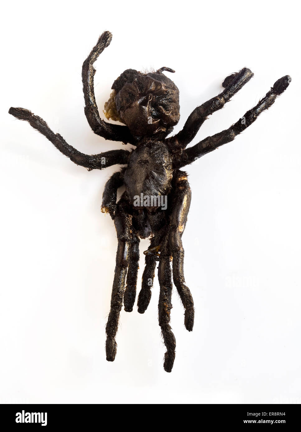Fried tarantula cambodia Cut Out Stock Images & Pictures - Alamy