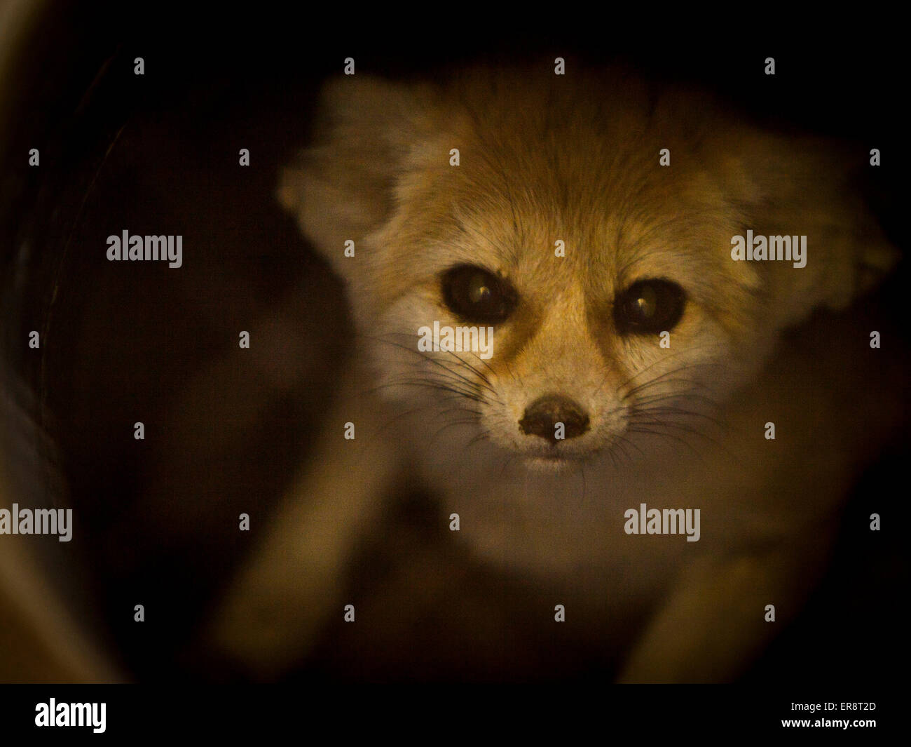 Fennec fox cute hi-res stock photography and images - Alamy