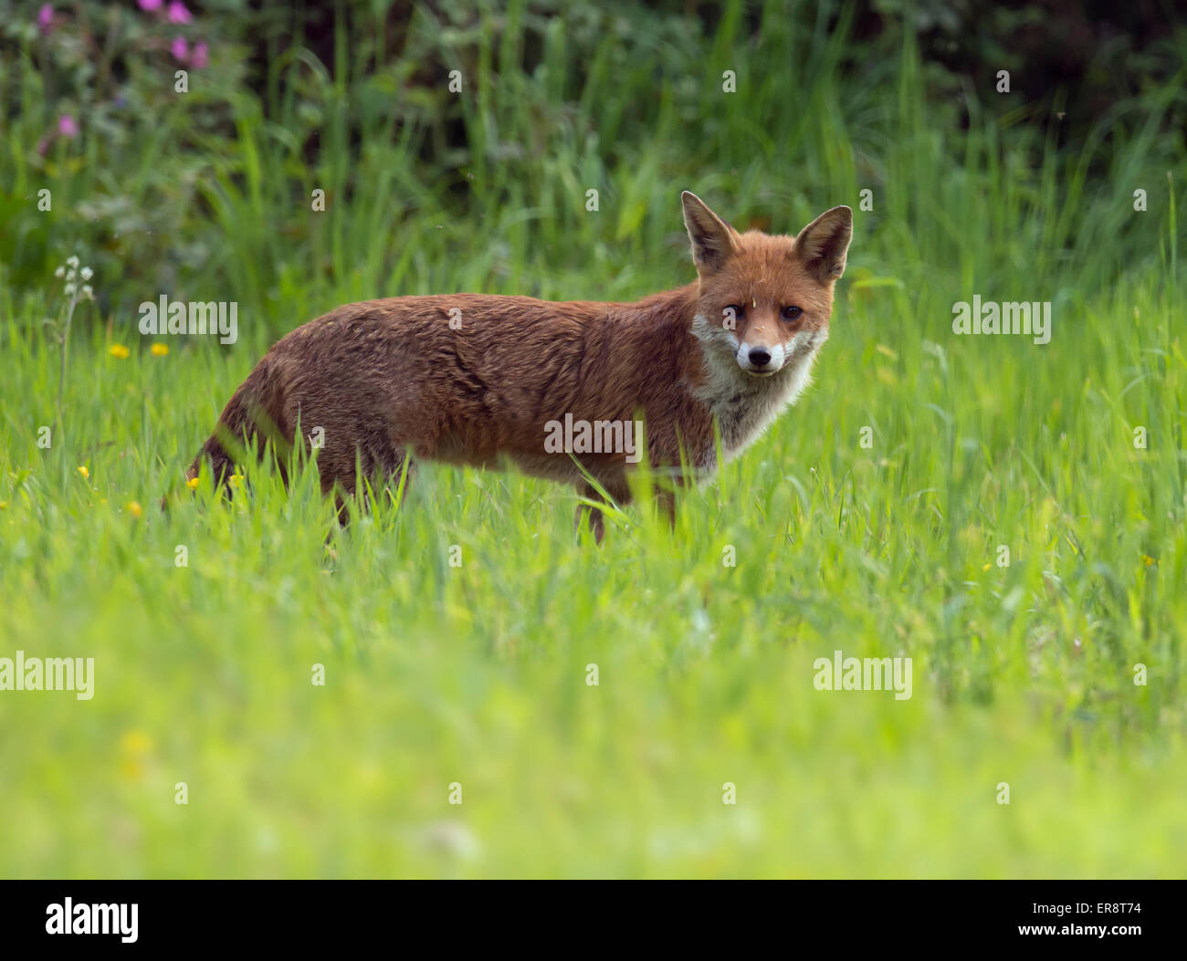 Wild Red fox (Vulpes vulpes) looking for prey Stock Photo - Alamy