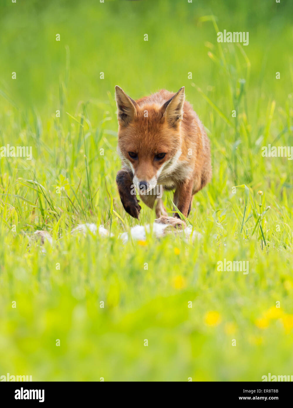 Wild Red fox (Vulpes vulpes) with a dead rabbit Stock Photo - Alamy
