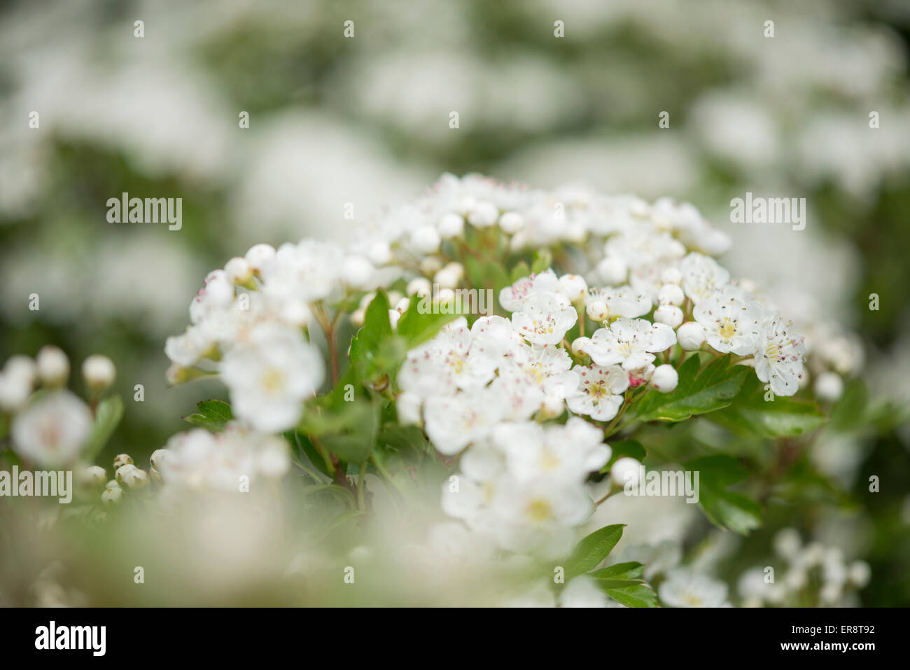 Close up of white Hawthorn flowers (Craetegus Monogyna Stock Photo - Alamy
