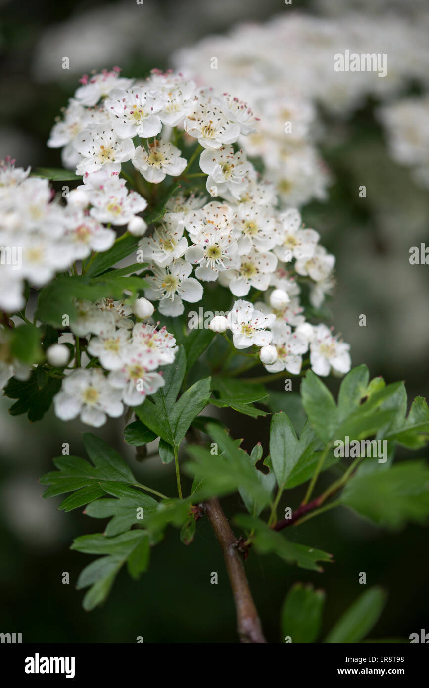 Close up of white Hawthorn flowers (Craetegus Monogyna Stock Photo - Alamy