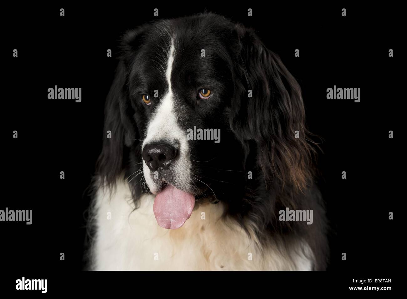 Breed landseer hi-res stock photography and images - Alamy