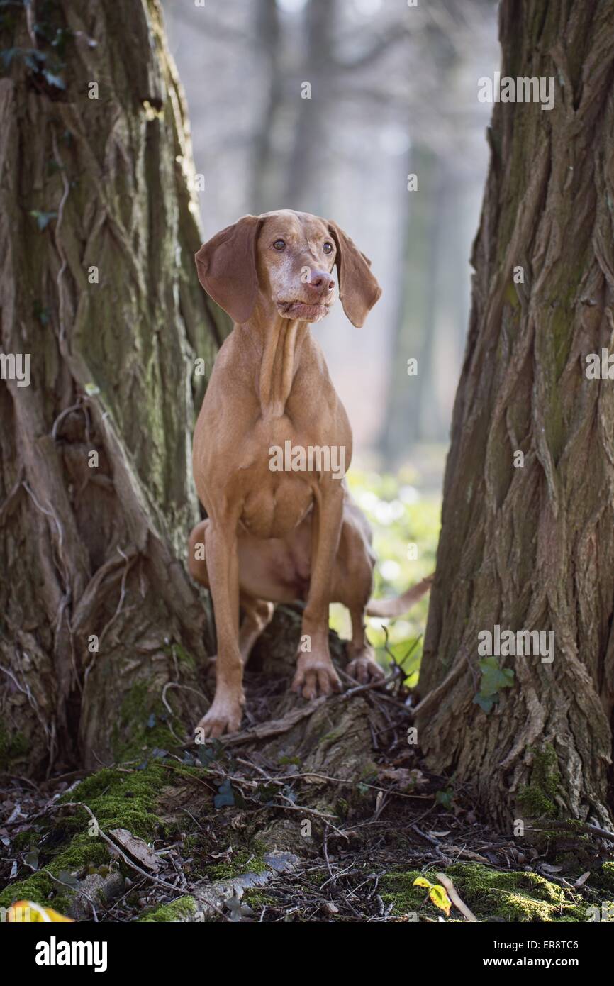 sitting shorthaired Magyar Vizsla Stock Photo - Alamy