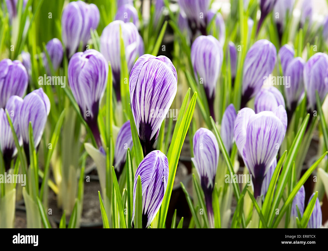 Flower purple crocus sunlight lighting a soft background Stock Photo ...