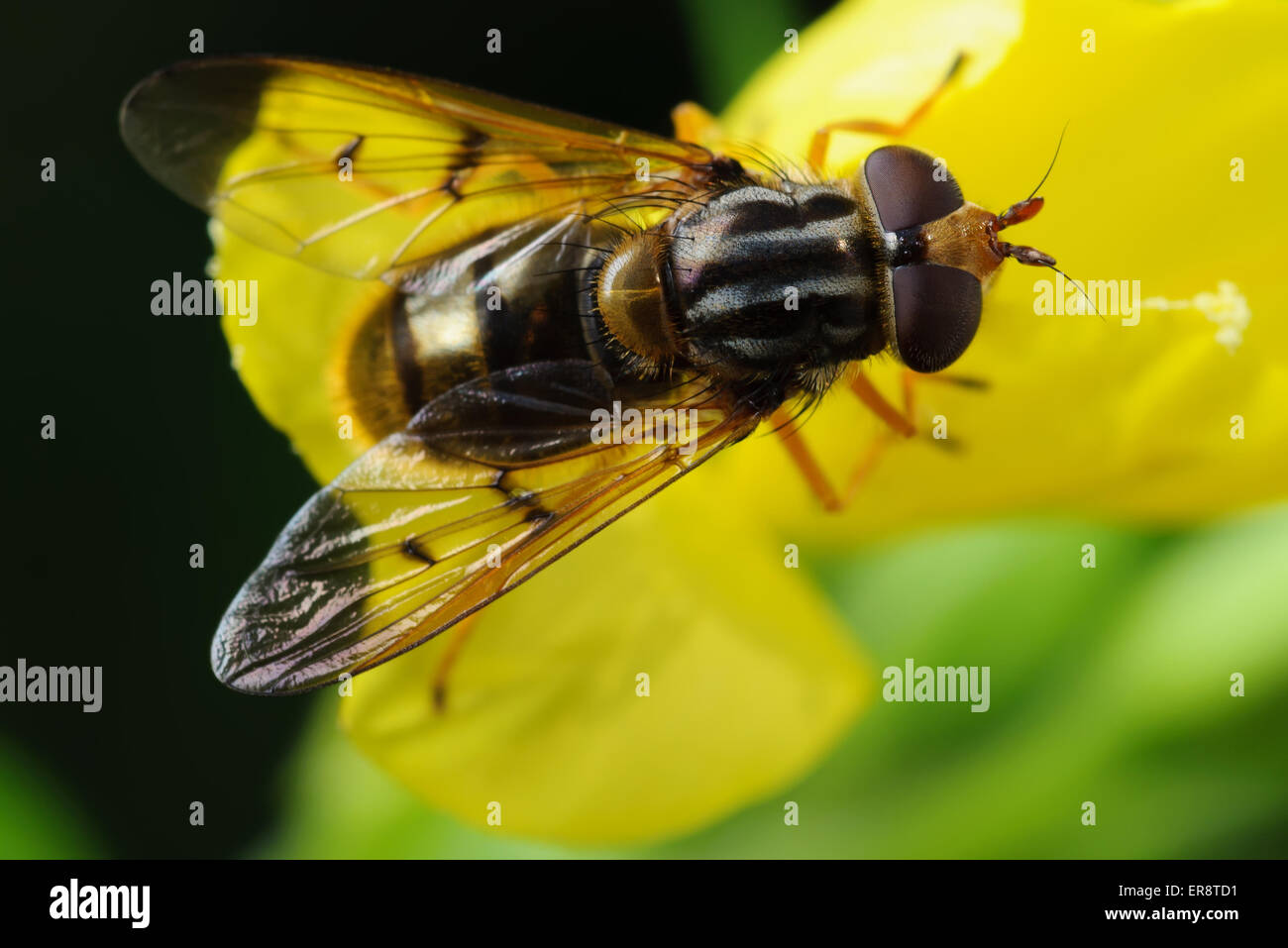 Flower fly on petals hi-res stock photography and images - Alamy