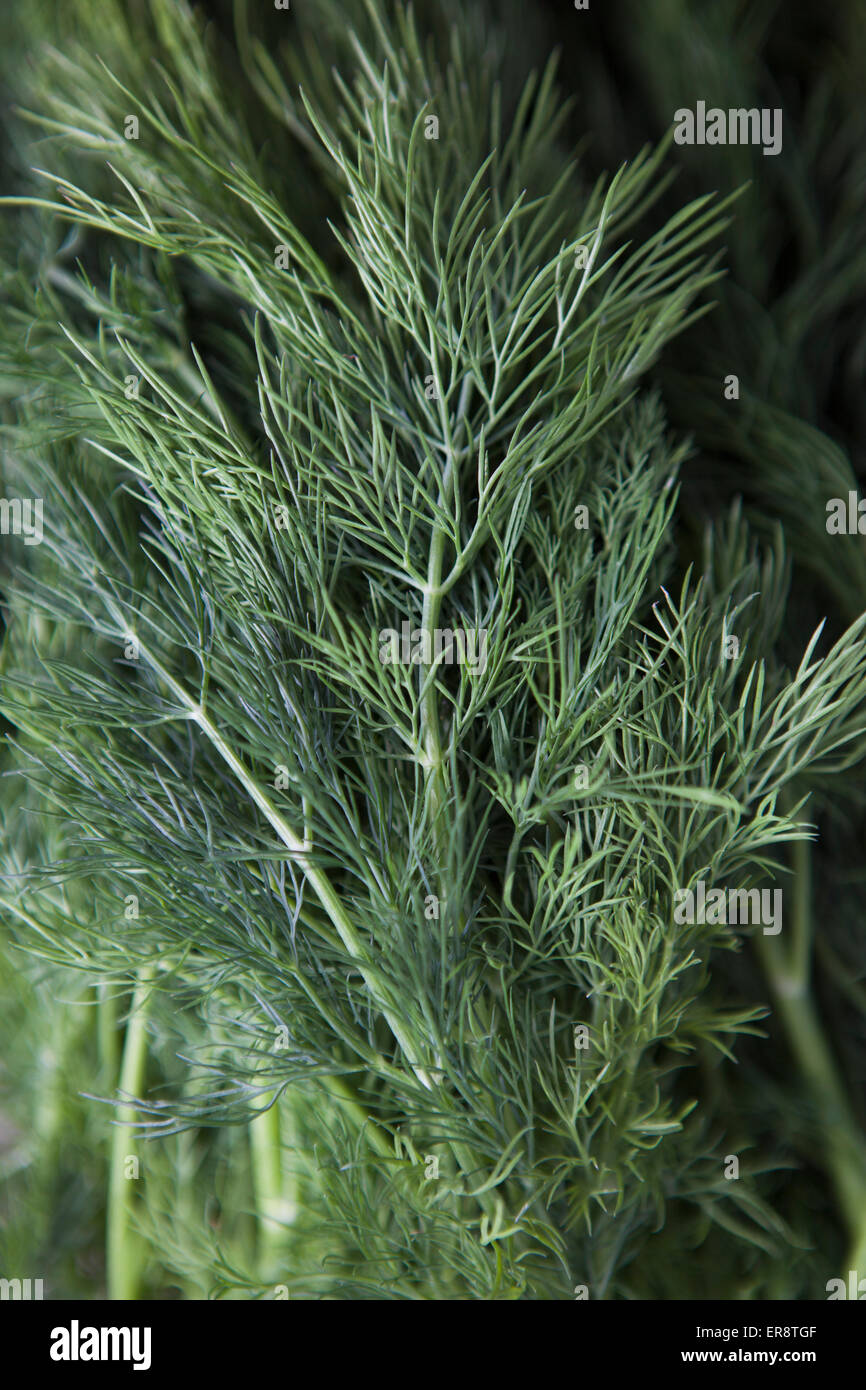 Full shot leaves hi-res stock photography and images - Alamy