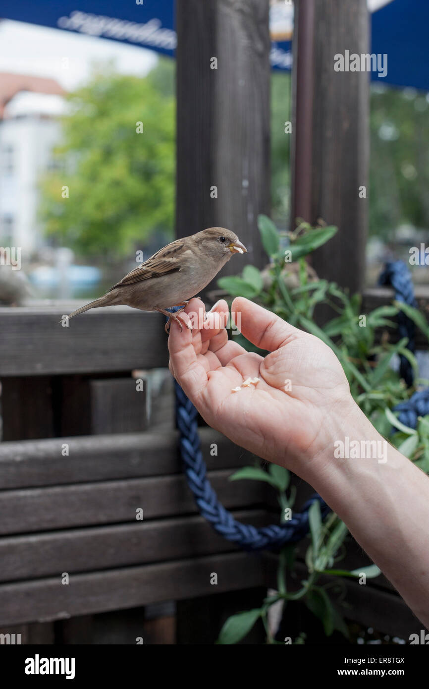 Hand Feeding With Sparrows