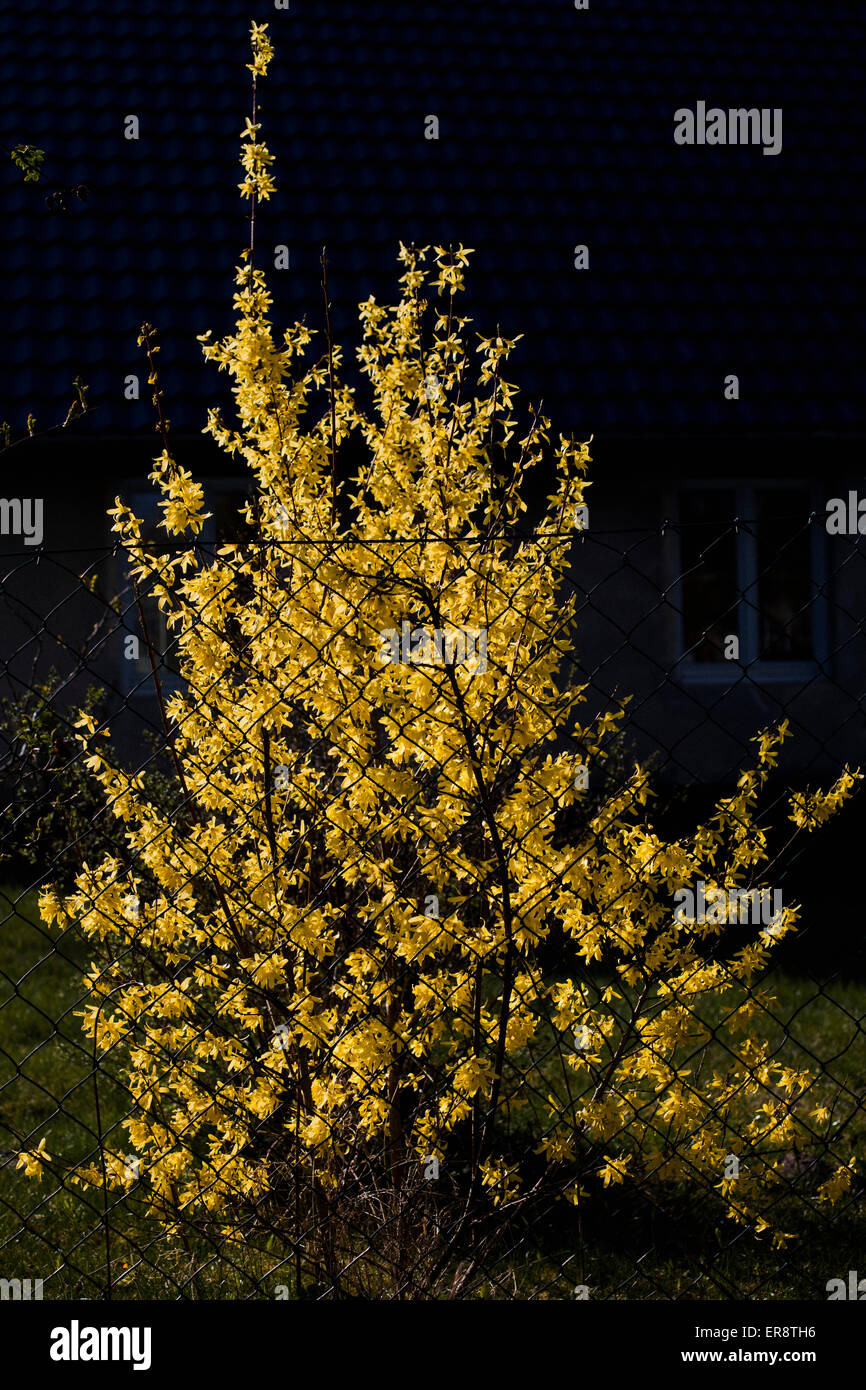 Yellow plant growing by chainlink fence at park Stock Photo - Alamy