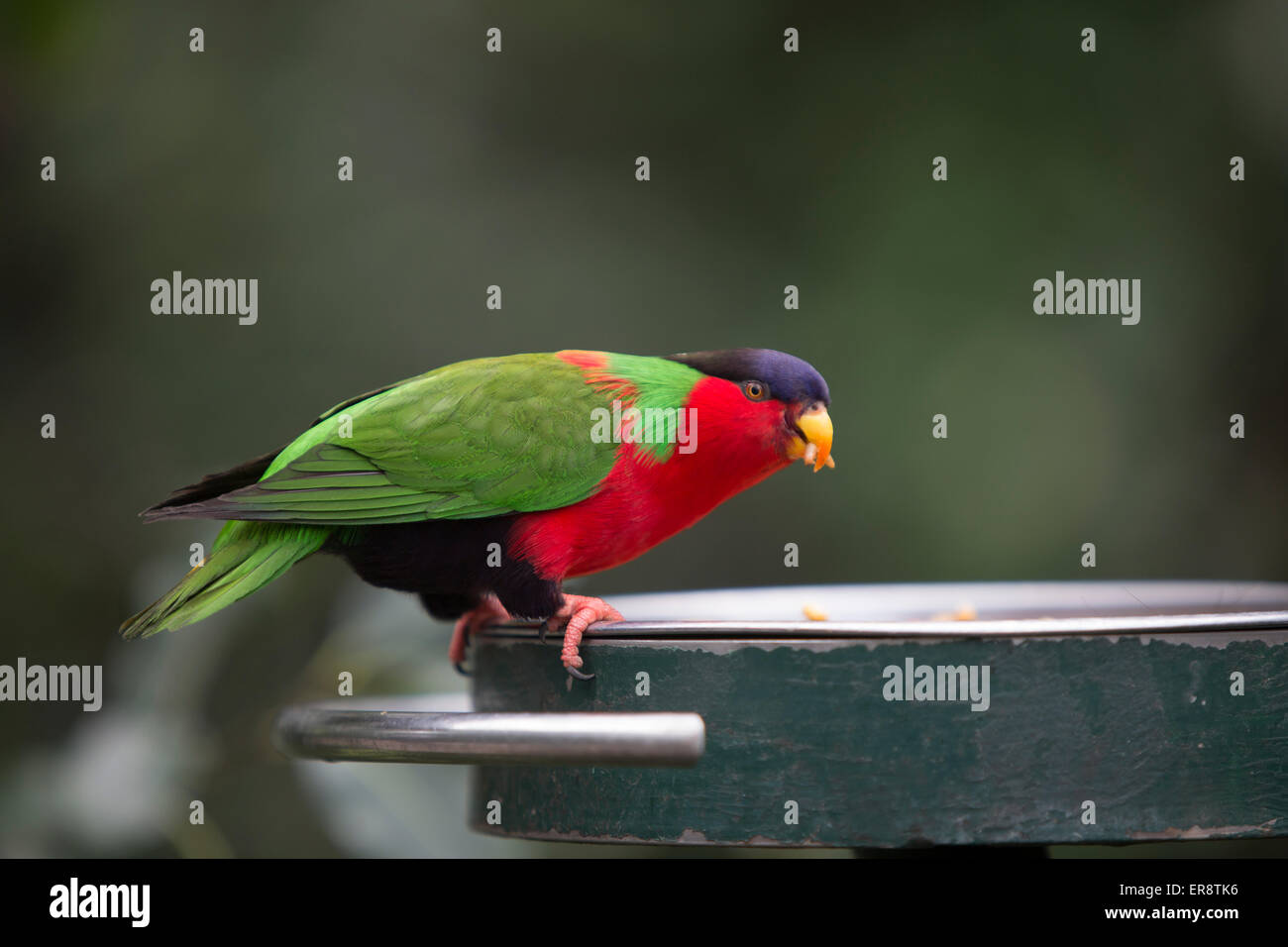 Insect eating bird hi-res stock photography and images - Alamy