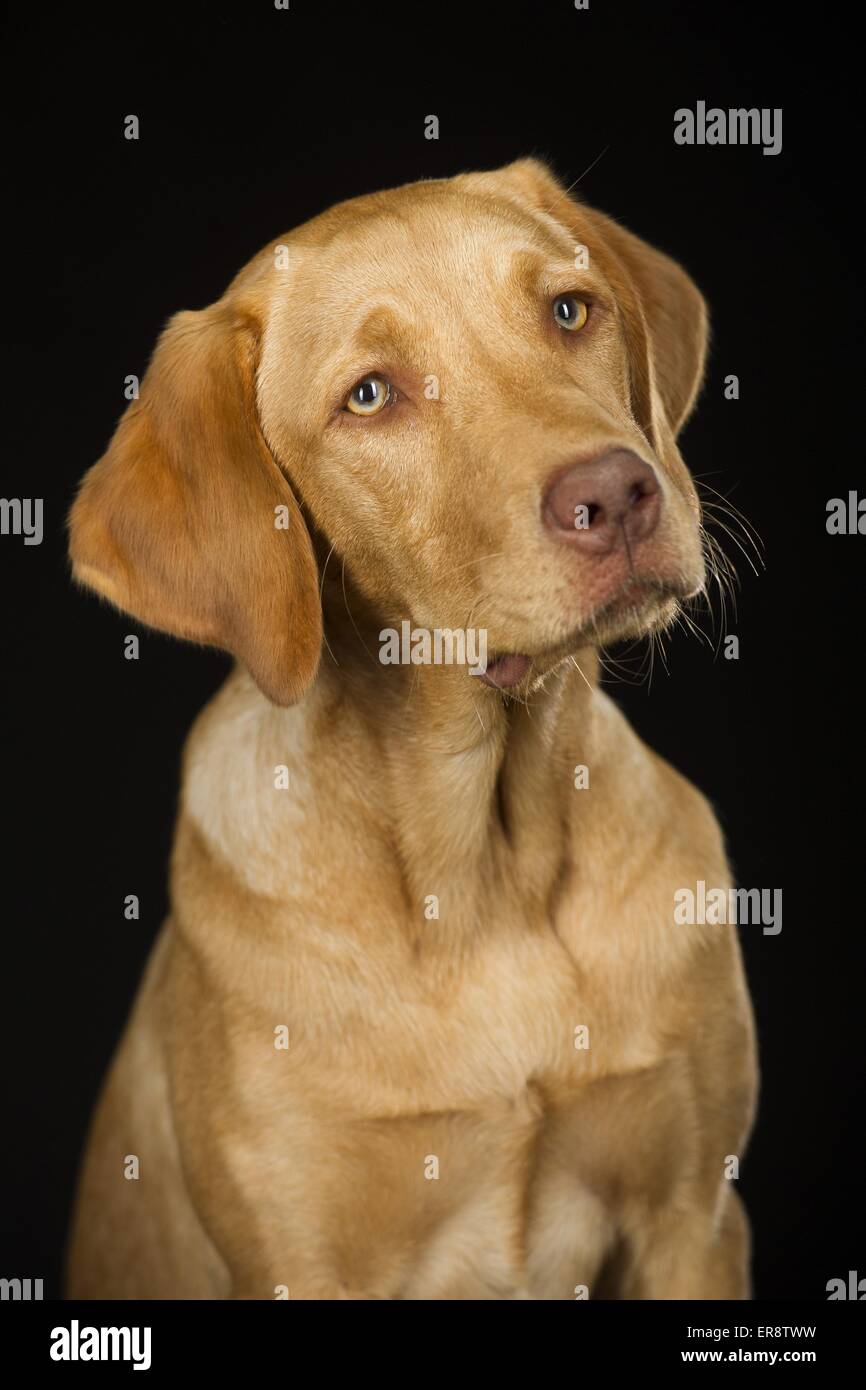 Labrador Retriever Portrait Stock Photo - Alamy