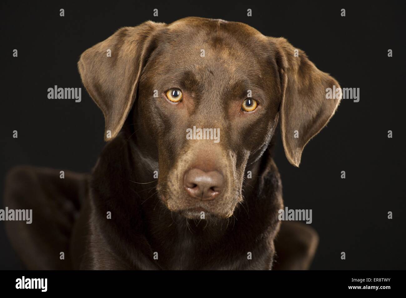 Labrador Retriever Portrait Stock Photo - Alamy