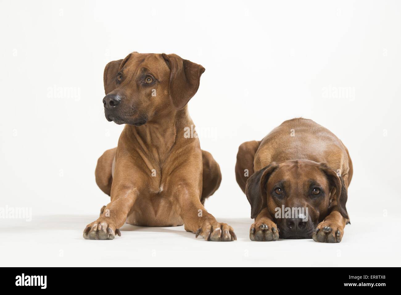 2 Rhodesian Ridgebacks Stock Photo - Alamy