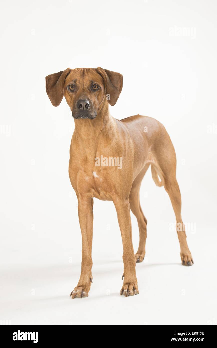 standing Rhodesian Ridgeback Stock Photo - Alamy