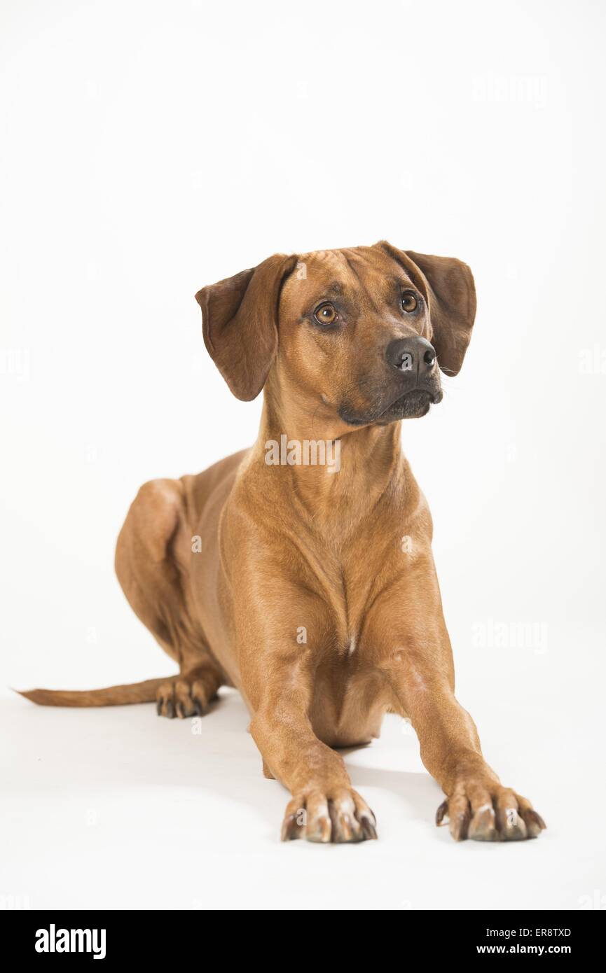 lying Rhodesian Ridgeback Stock Photo - Alamy