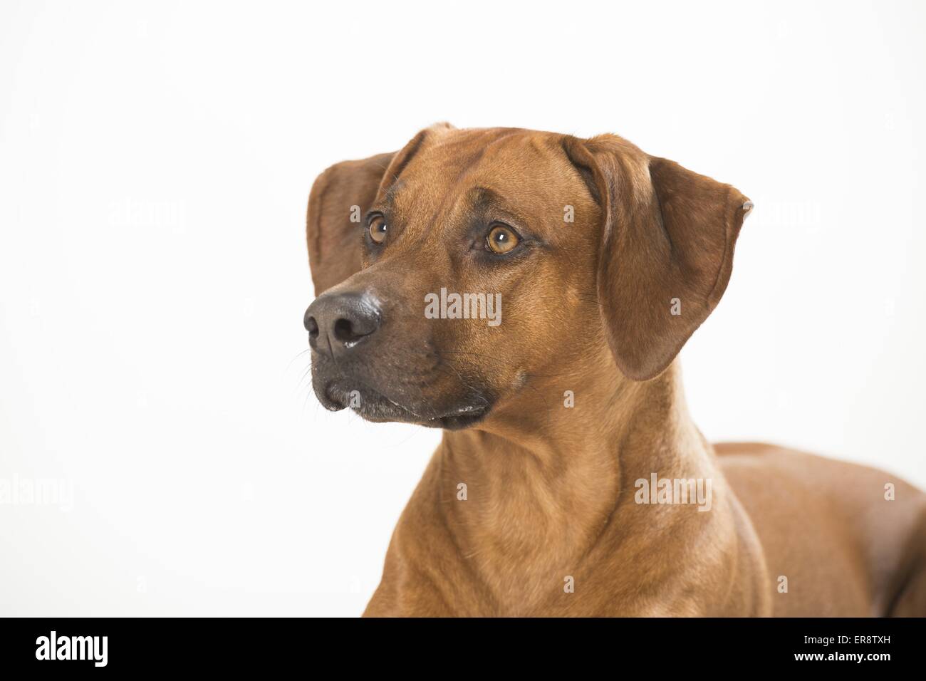 Rhodesian Ridgeback Portrait Stock Photo - Alamy