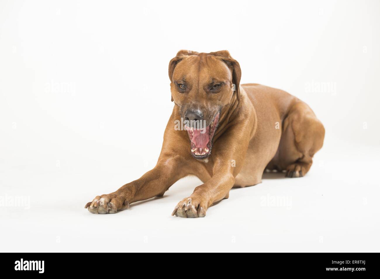 yawning Rhodesian Ridgeback Stock Photo - Alamy
