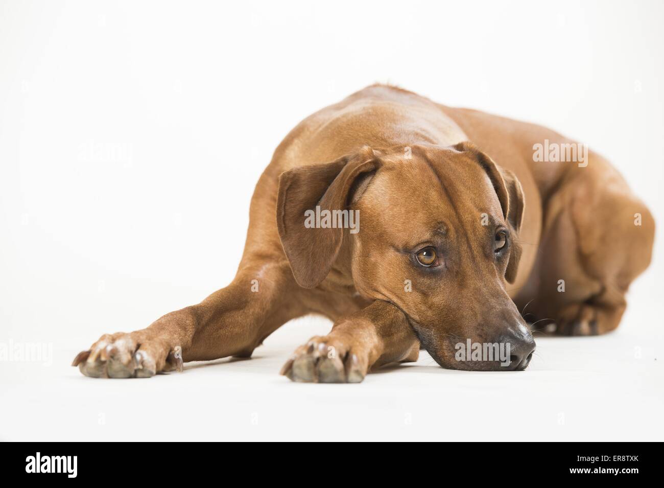 lying Rhodesian Ridgeback Stock Photo - Alamy