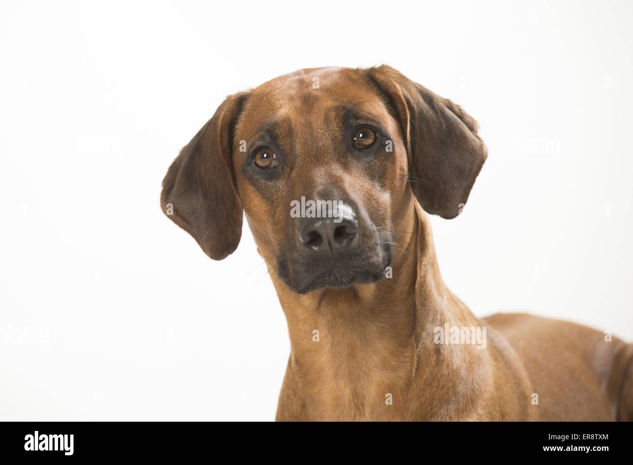 Rhodesian Ridgeback Portrait Stock Photo - Alamy