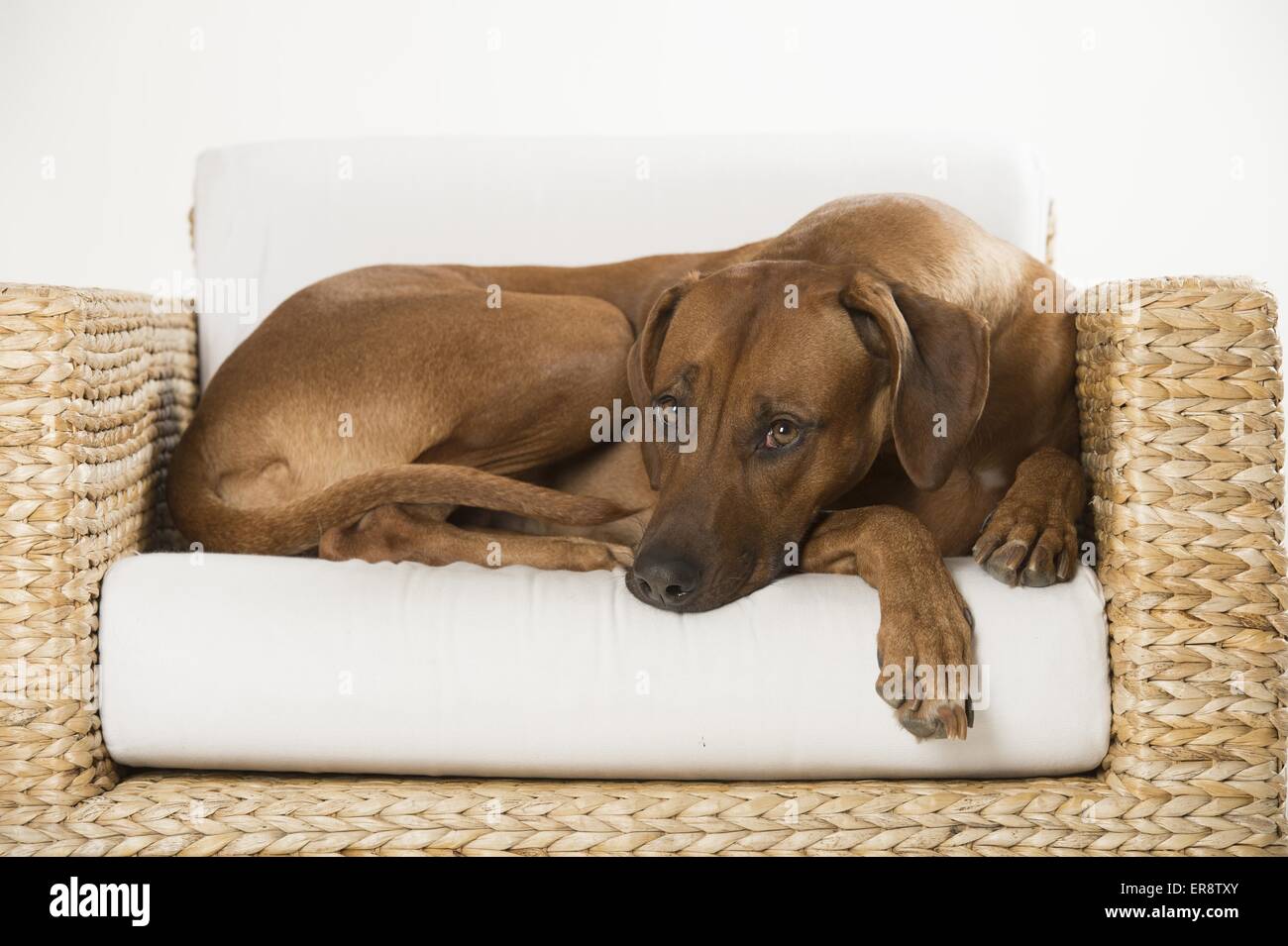 lying Rhodesian Ridgeback Stock Photo - Alamy