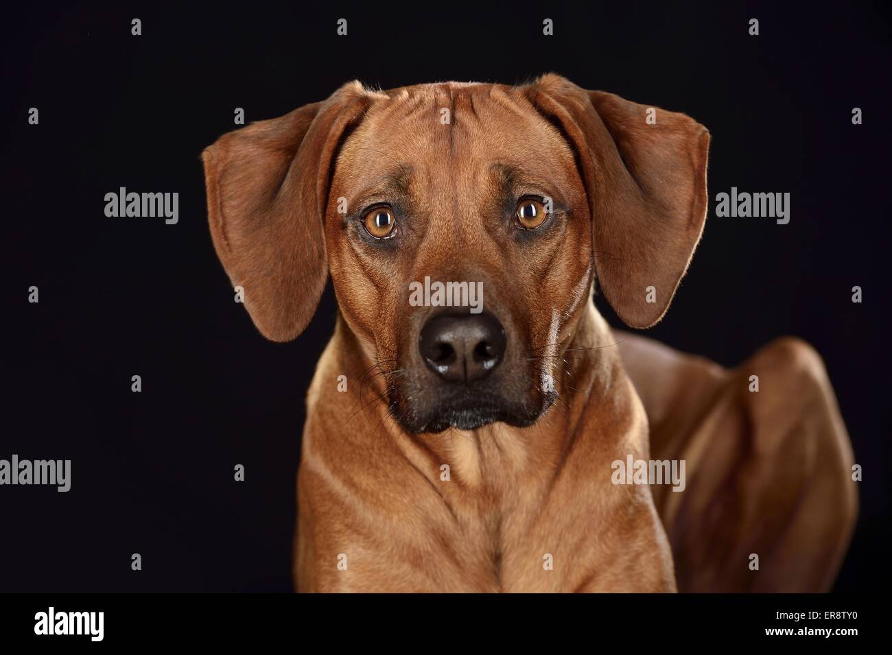 Rhodesian Ridgeback Portrait Stock Photo - Alamy