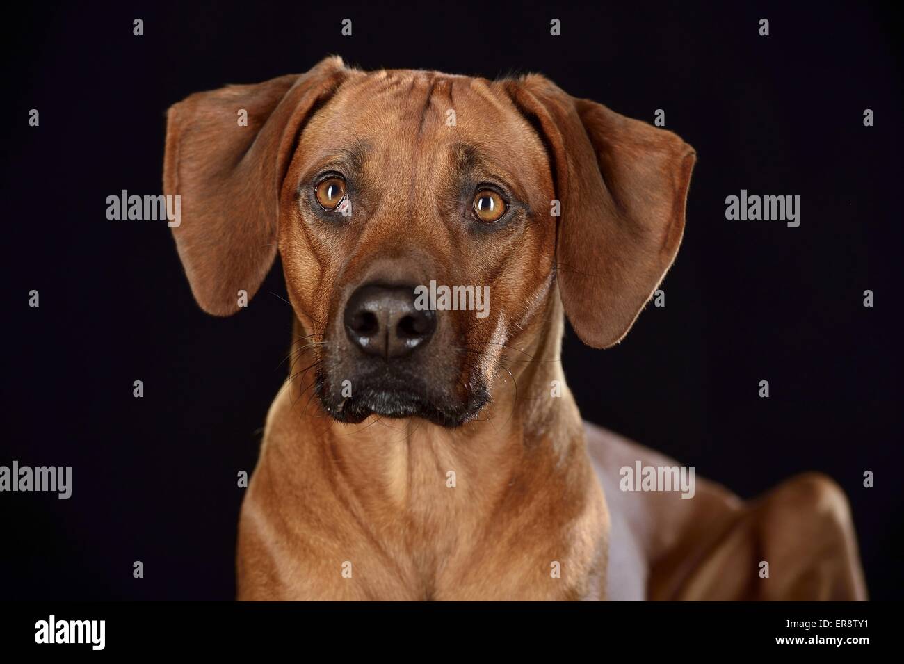 Rhodesian Ridgeback Portrait Stock Photo - Alamy